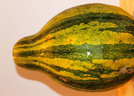Les courges musquées – La Courgerie
