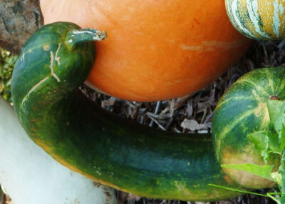 Les courges musquées – La Courgerie