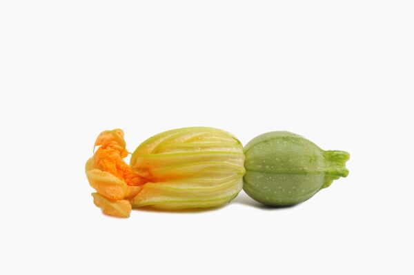 Les rondinis – La Courgerie