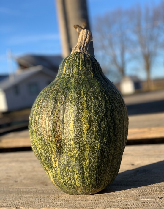 Les courges ayotes – La Courgerie