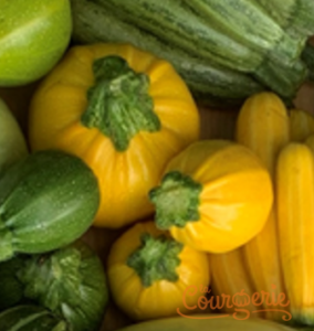 Les courges potagères d’été – La Courgerie