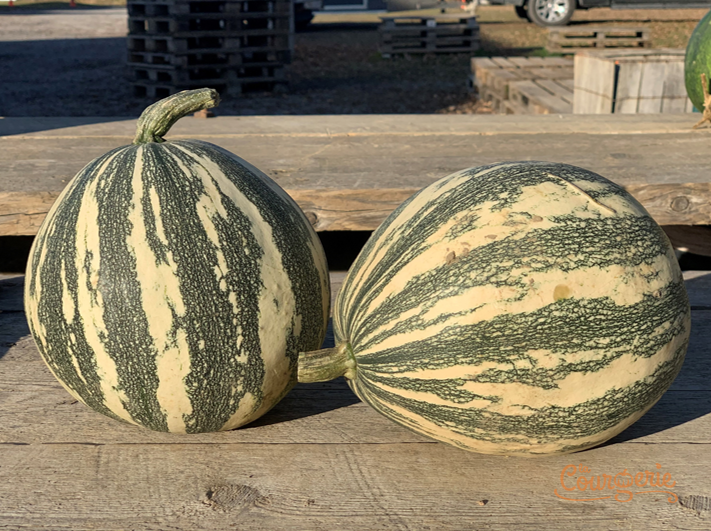 Les courges ayotes – La Courgerie