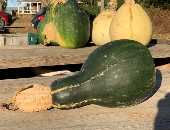 Les courges ayotes – La Courgerie