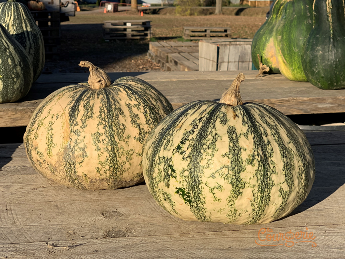 Les courges ayotes – La Courgerie