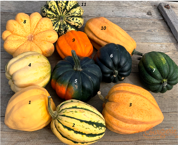 Les courges potagères d’hiver – La Courgerie