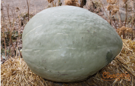 Les courges géantes/potirons – La Courgerie